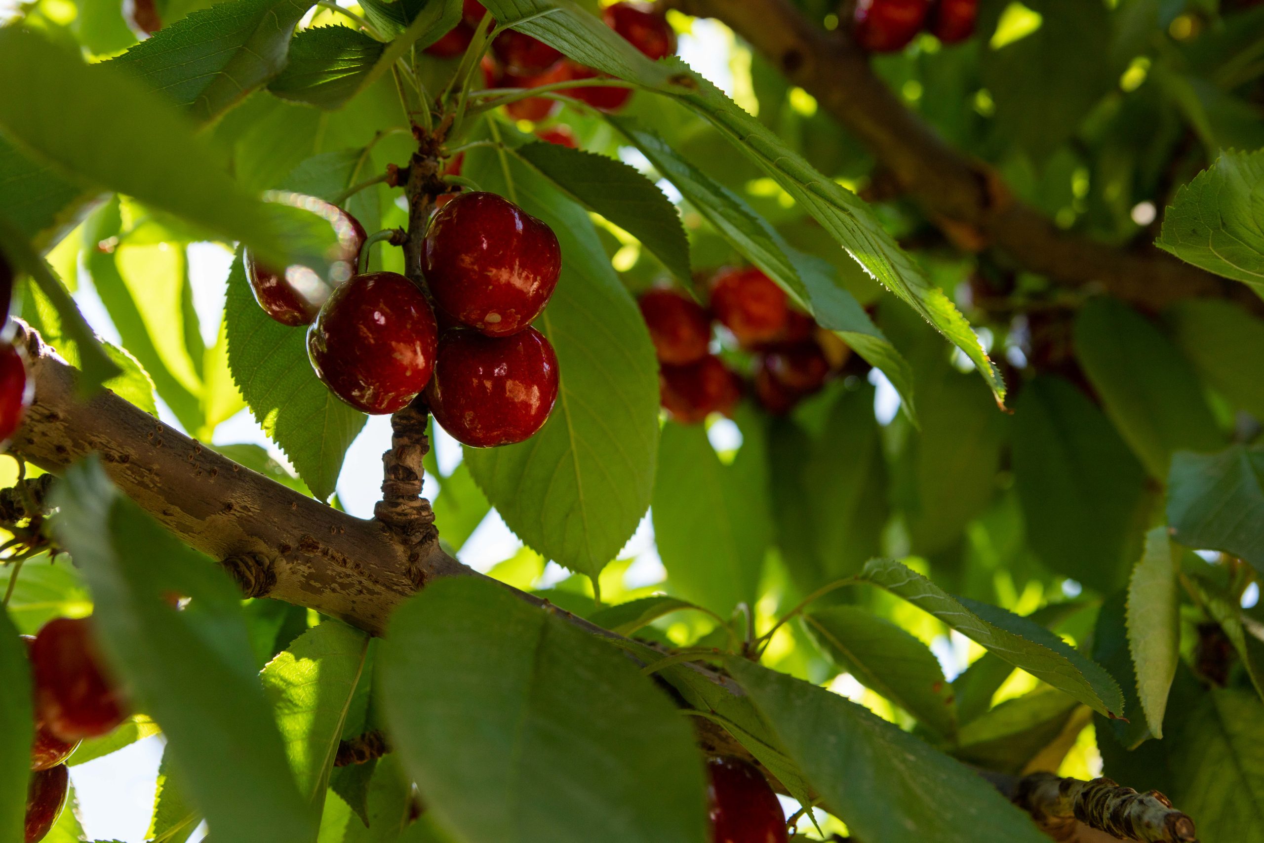 Ranco Cherries