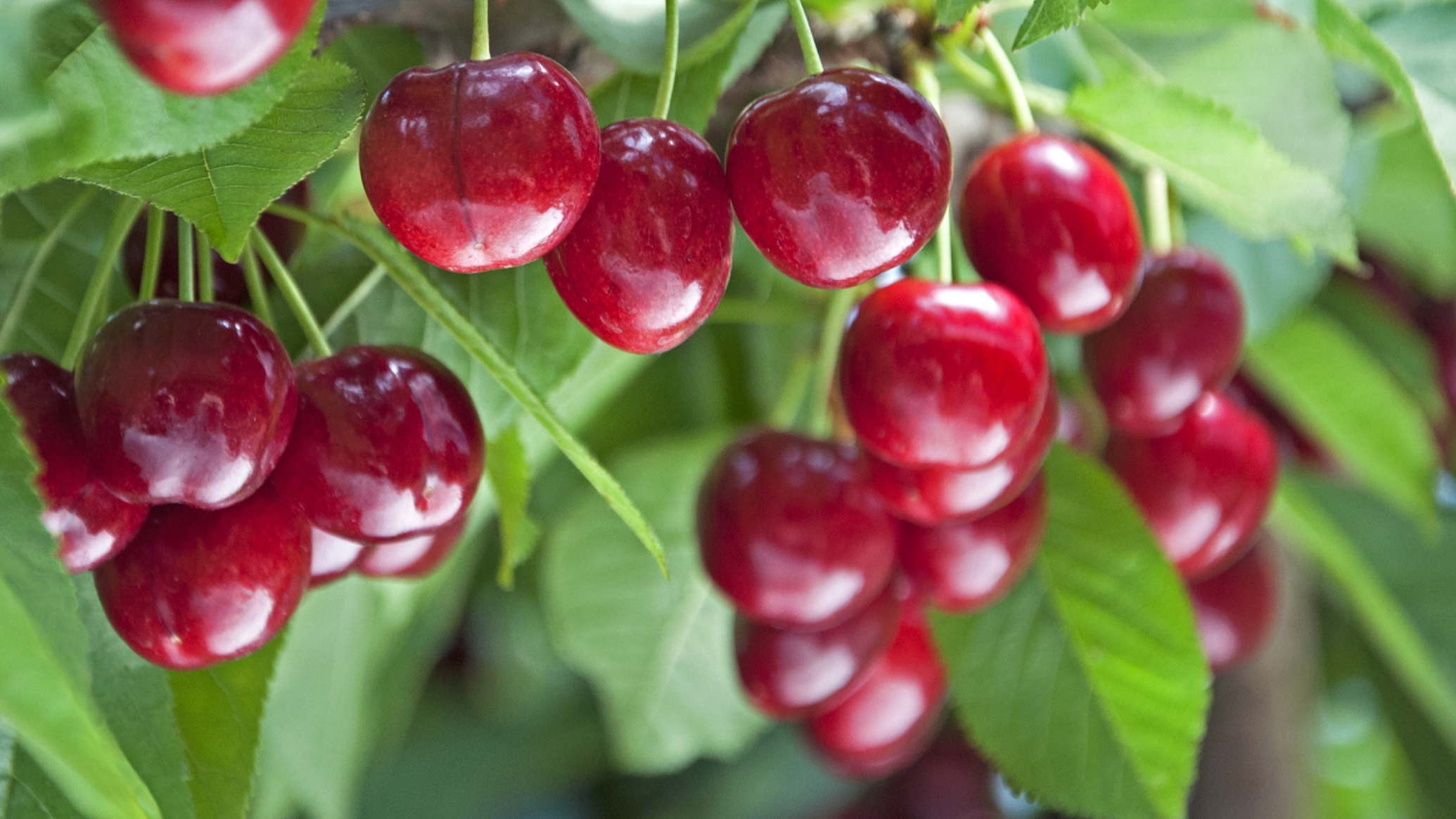 Ranco Cherries