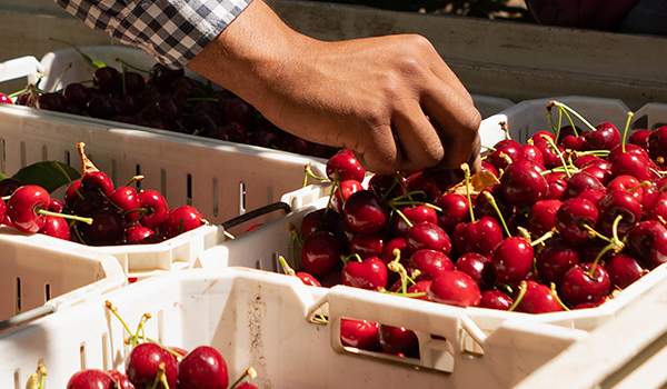 Ranco Cherries